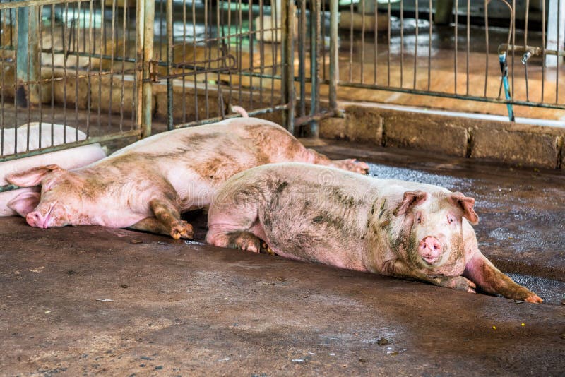 Fat dirty pigs in a farm stock photo. Image of boarded - 75878388