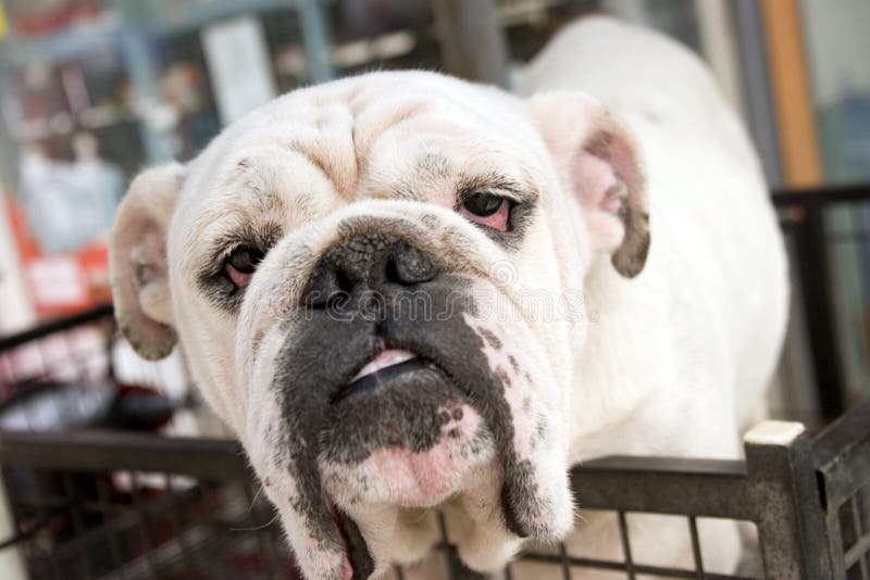 Angry canine stock photo. Image of hungry, hositilty, angry - 64464