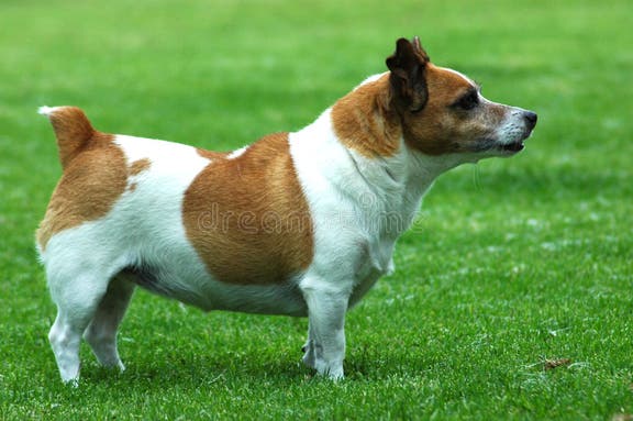 Fat dog stock photo. Image of russel, parsson, jack, inactive - 2379378