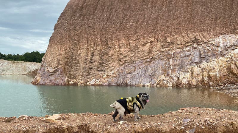 Fat Dog, Cute Pug, Walking on Pile, Mountain, Selectable Focus Nature ...