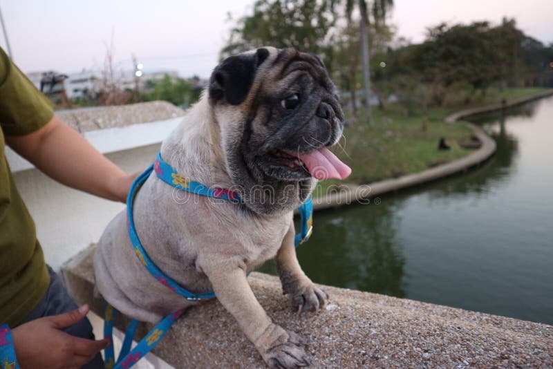 Fat Dog Smiled Happily. Have a Holiday Stock Image - Image of holiday ...