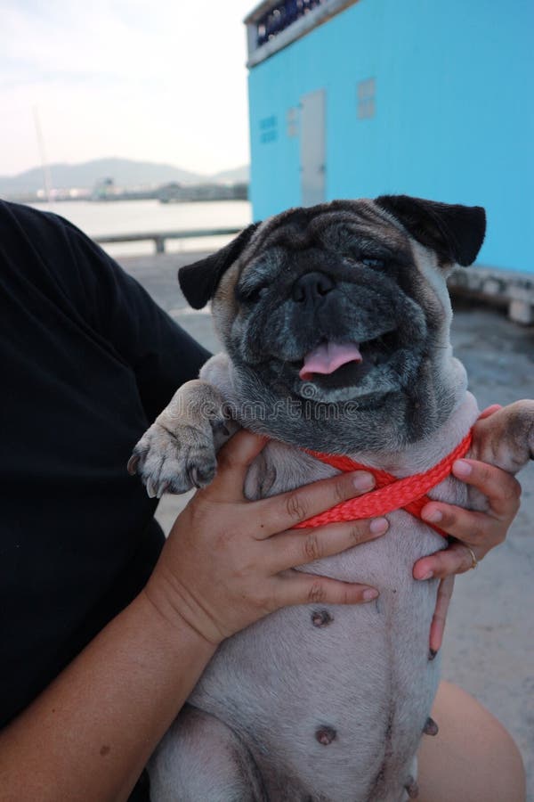 Fat Dog Smiled Happily. Have a Holiday Stock Image - Image of smiled ...