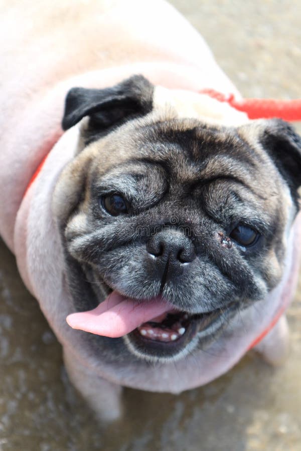 Fat Dog Smiled Happily. Have a Holiday Stock Image - Image of smiled ...