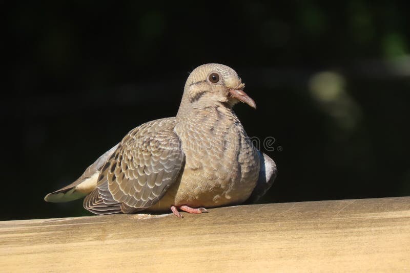 Fat Dove Sitting on a Wall Watching Around Her Stock Photo - Image of ...