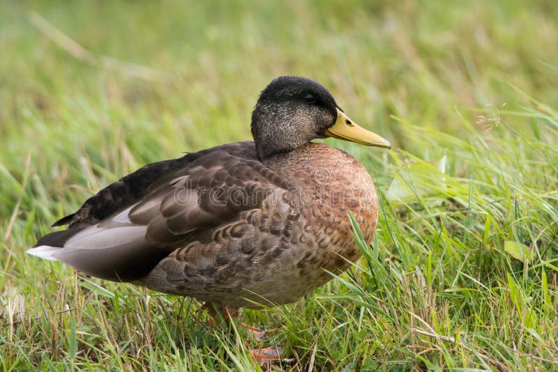 Fat duck stock image. Image of pasture, dabbling, large - 81288811