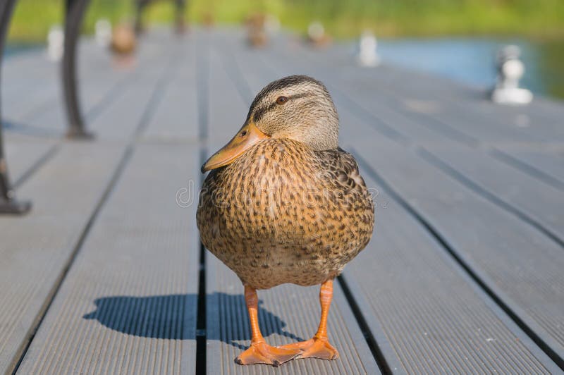 Duck mom stock photo. Image of outdoor, animal, bathe - 19733710