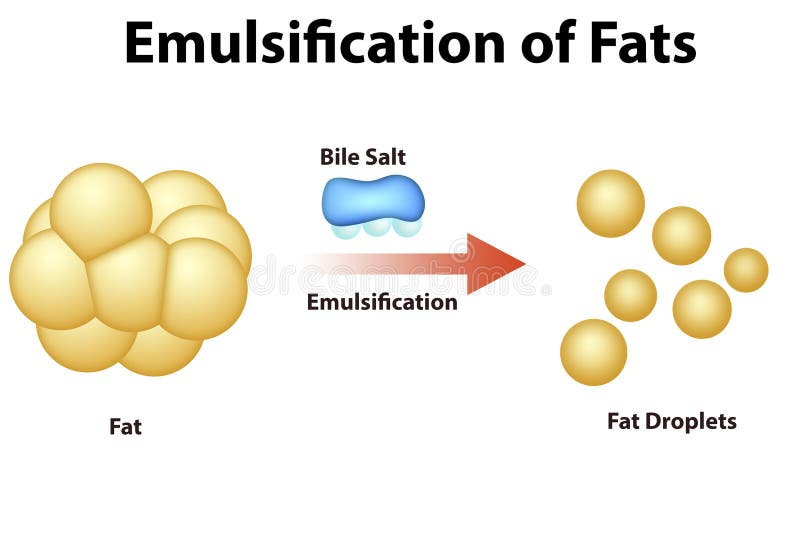 Fat Emulsification and Fat Digestion Stock Illustration - Illustration ...