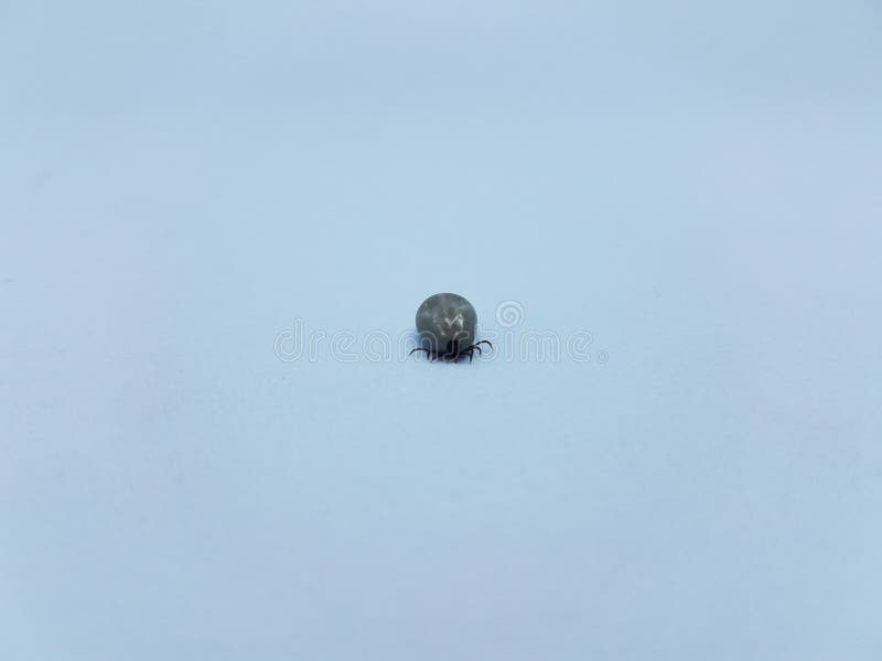 211 Engorged Tick Stock Photos - Free & Royalty-Free Stock Photos from ...