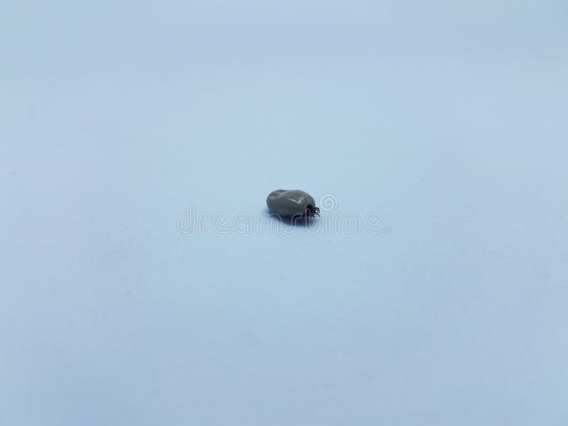 238 Engorged Tick Stock Photos - Free & Royalty-Free Stock Photos from ...