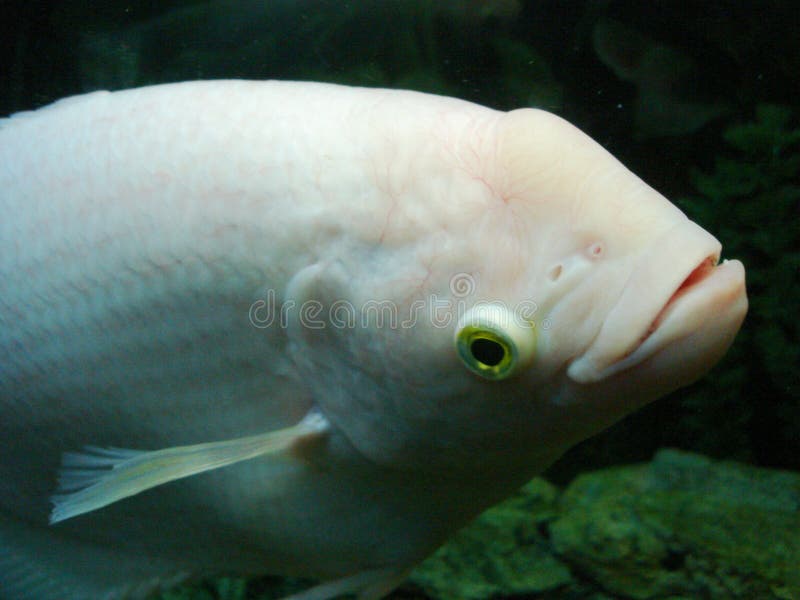 Fat fish stock photo. Image of aquarium, animal, delicatessen - 1542418