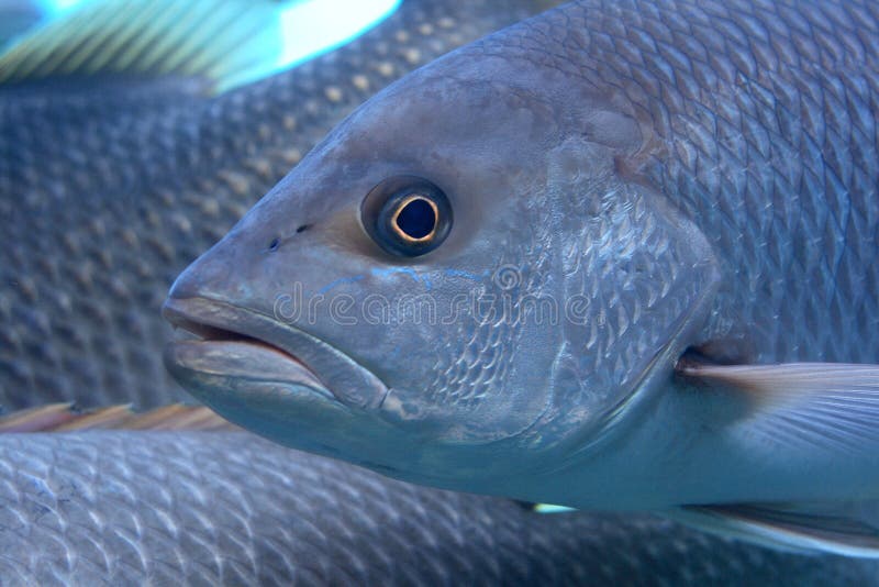 Fat fish stock image. Image of diving, marine, nature - 4550529