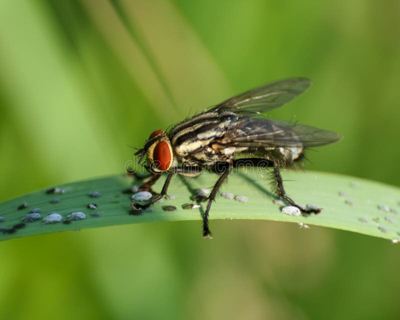 Fat Flies stock image. Image of macro, closeup, macrophotography ...