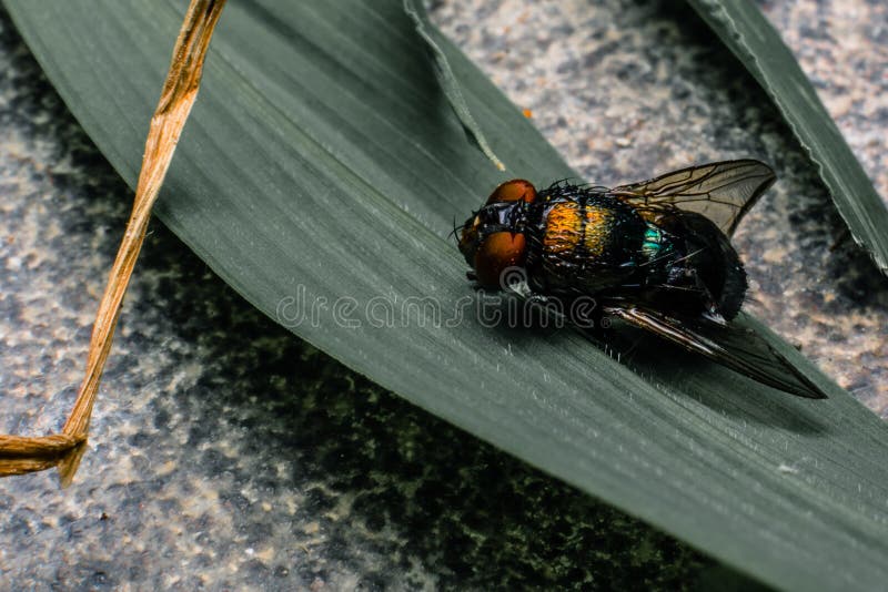 Fly`s Head stock photo. Image of antennas, dipterous - 94569874