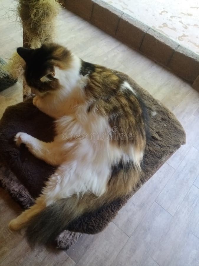 Fat fluffy cat stock image. Image of carnivore, nose - 242614091