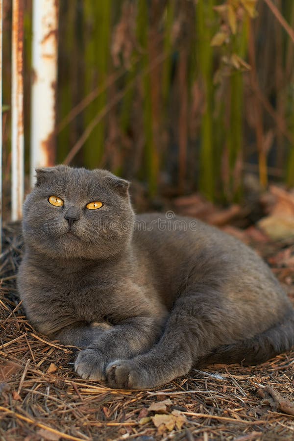 Fat Fluffy Gray Cat with Yellow Eyes, Portrait Stock Image - Image of ...