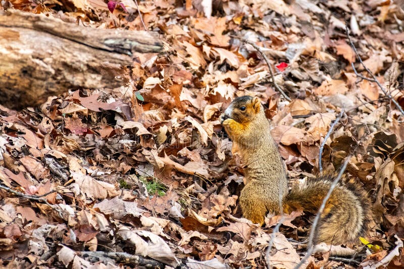 Fox Squirrel Eating a Nut stock photo. Image of autumn - 348001372