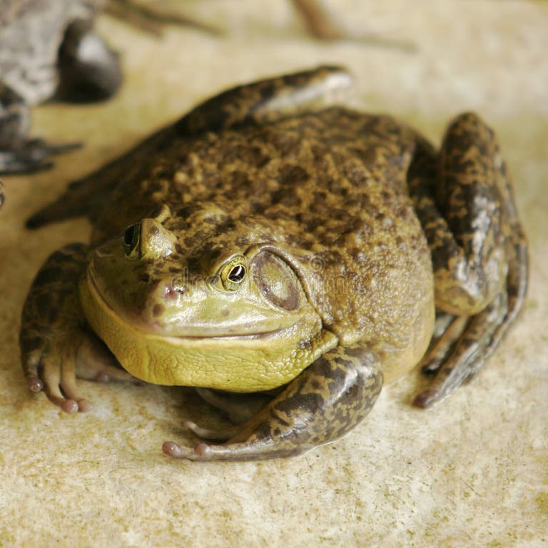 1,707 Fat Frog Stock Photos - Free & Royalty-Free Stock Photos from ...