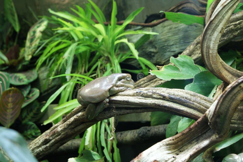 Fat frog stock photo. Image of wood, vegetation, strange - 5839564