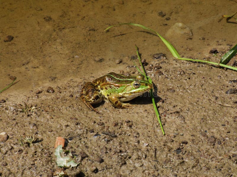 Fat frog 1 stock photo. Image of environment, feral - 101962362