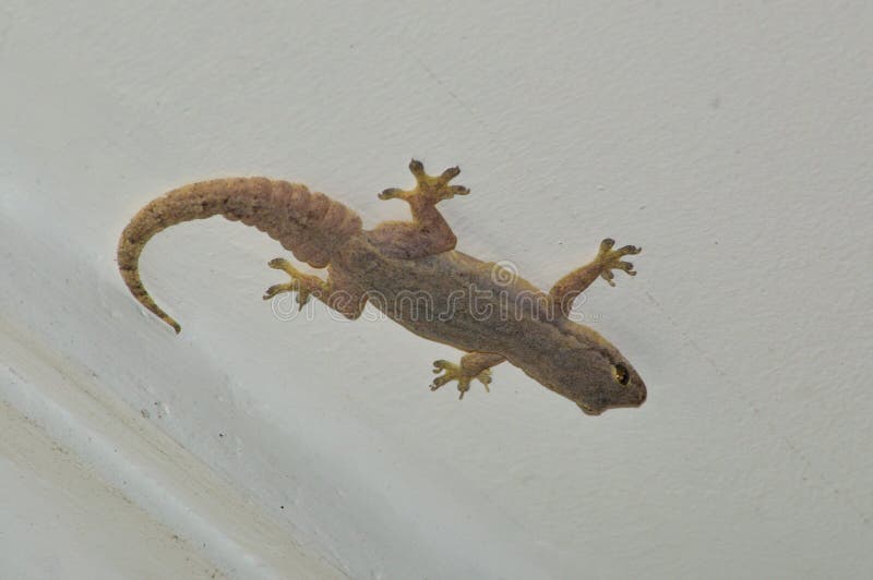 A Fat Gecko Lizard with a Coiled Tail on Ceiling of House Stock Image ...