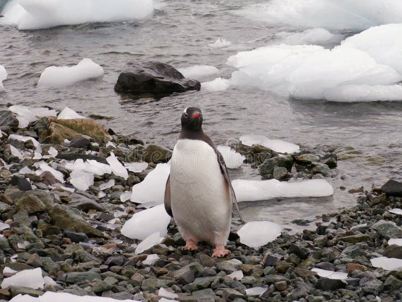 Fat gentoo penguin stock photo. Image of wildlife, gentoo - 2537740