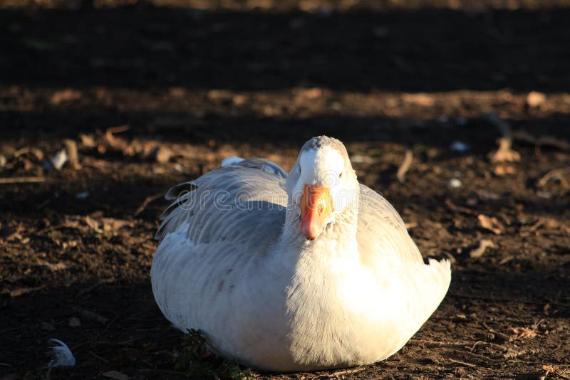 Fat goose on the farm stock image. Image of bright, natural - 106605897