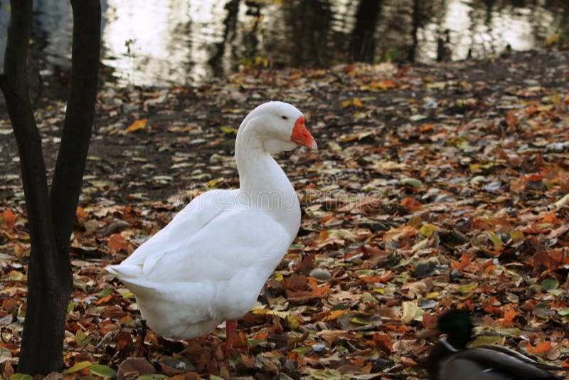 Fat goose on the farm stock photo. Image of bend, feather - 106691910