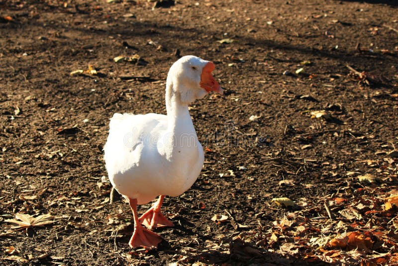 Fat goose on the farm stock image. Image of eyes, farm - 106290783