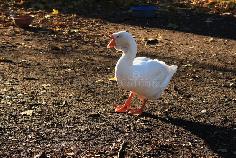 Fat goose on the farm stock photo. Image of bright, household - 105985290