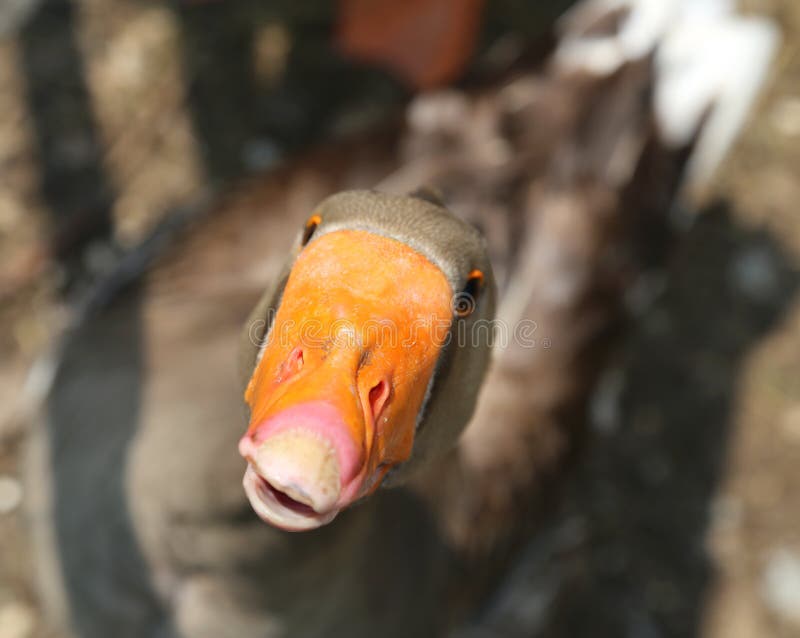 Fat Goose in the Farmyard of the Farm Stock Image - Image of animal ...