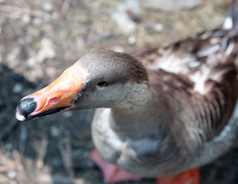 Fat Goose in the Farmyard of the Farm Stock Photo - Image of bird ...