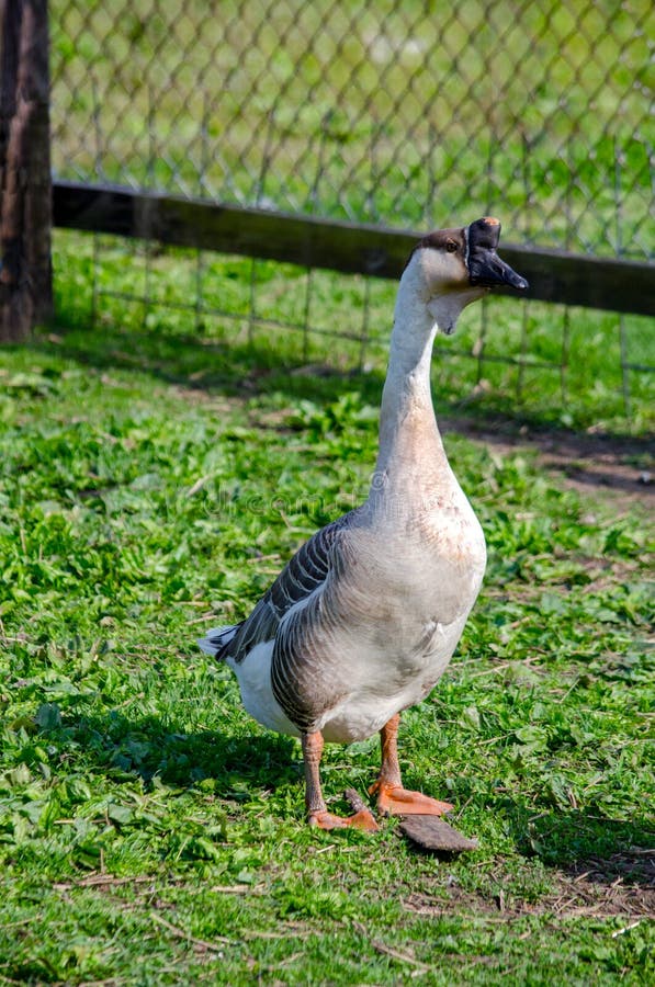 Fat goose stock image. Image of animals, full, bird, gaze - 6512775