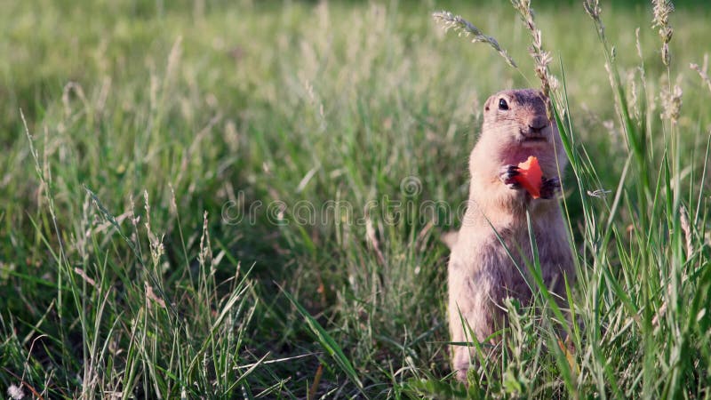 Funny Gopher Eating Fresh Grass, Little Ground Squirrel or Little ...
