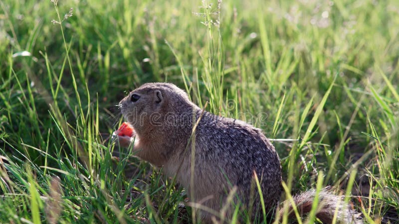 A Fat Meerkat stock photo. Image of beige, meerkat, standing - 27255558