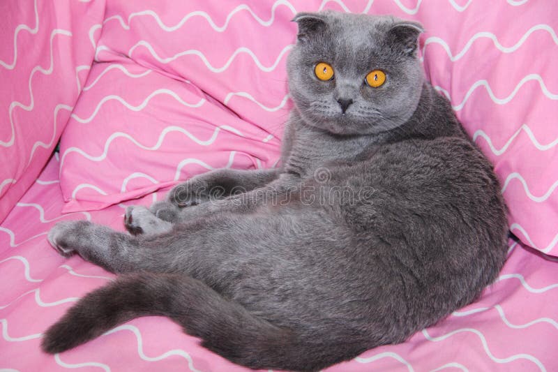 362 Fat White Scottish Fold Stock Photos - Free & Royalty-Free Stock ...