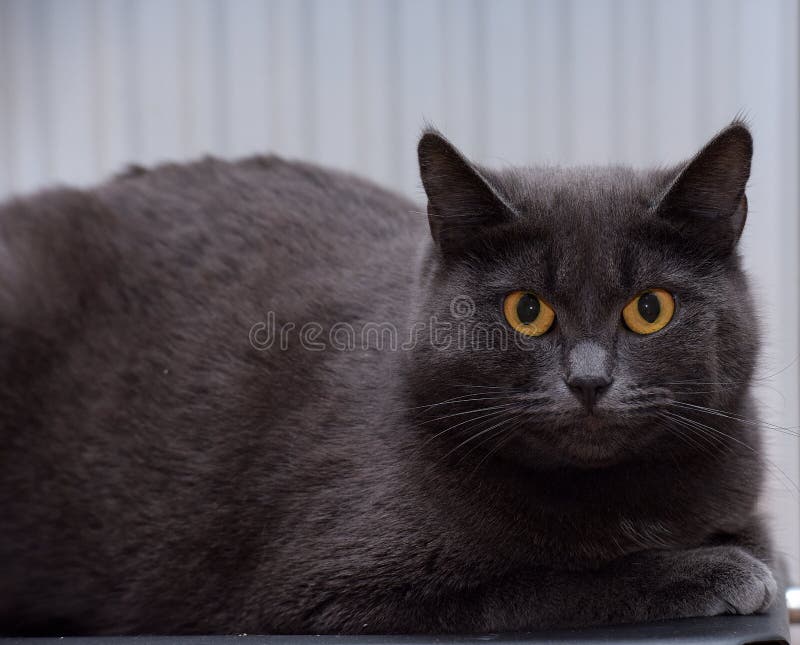 A fat gray cat stock photo. Image of animal, pets, kitten - 120359448