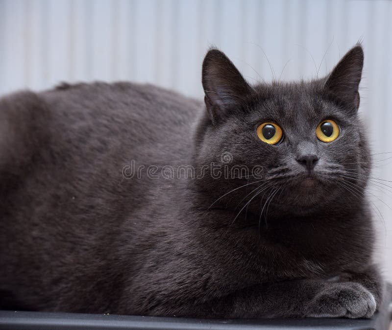 A fat gray cat stock photo. Image of female, interesting - 120359542