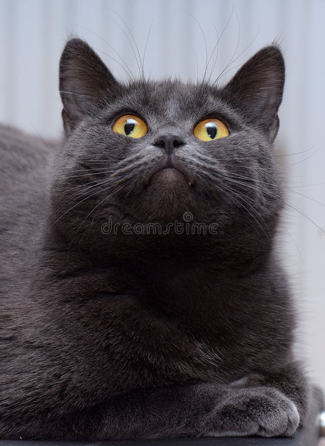 317 Fat Cat Smiling Stock Photos - Free & Royalty-Free Stock Photos ...