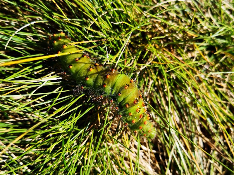 Green Caterpillar in the Grass Stock Photo - Image of grass, insect ...