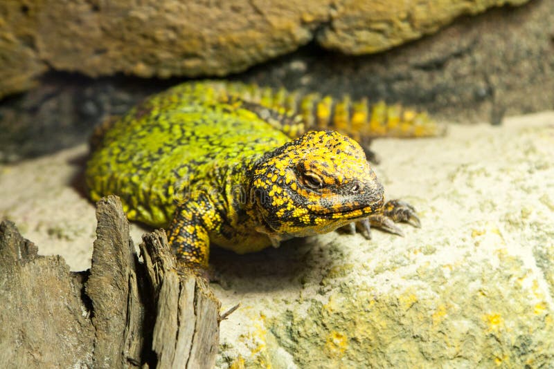 Fat Green-yellow Lizard on Stone Stock Image - Image of cross, dragon ...