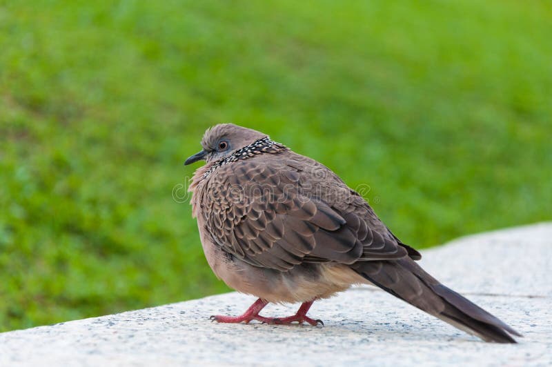 Fat Grey Bird Public Park Stock Photos - Free & Royalty-Free Stock ...