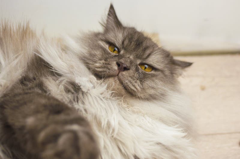 Fat Grey Cat Lying and Stretching Stock Photo - Image of portrait ...