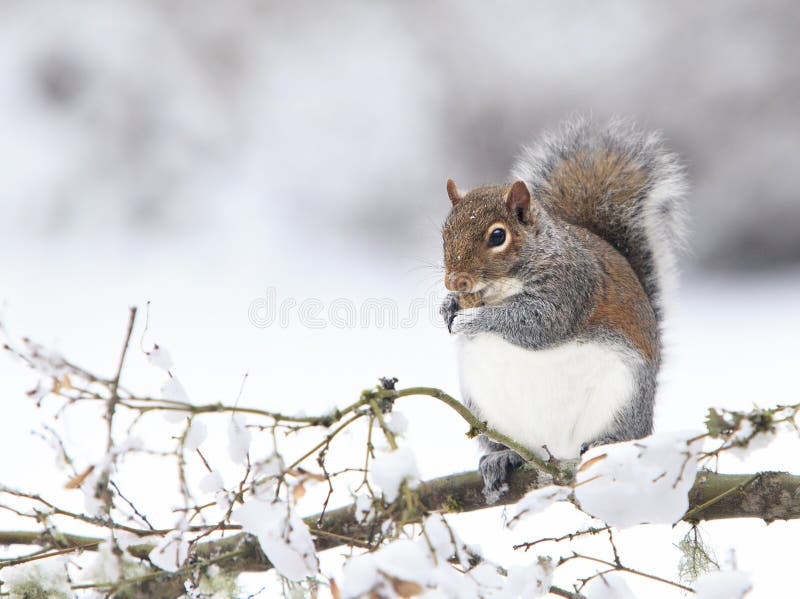 Fat Grey Squirrel Eating Peanut on Snowy Branch Stock Image - Image of ...