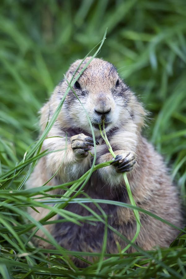 Fat Groundhog 2 stock image. Image of beaver, land, sitting - 25552529