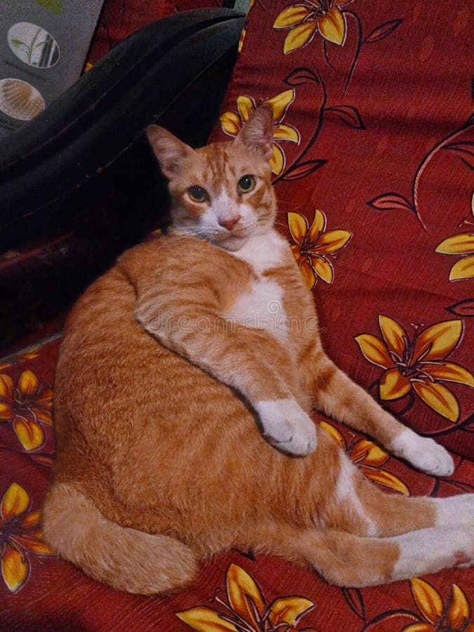 225 Grumpy Fat Cat Stock Photos - Free & Royalty-Free Stock Photos from ...