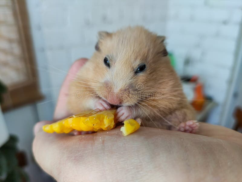 Fat Hamster Eats Corn in the Owner`s Hand Stock Photo - Image of ...