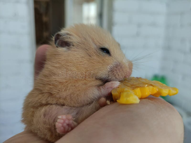 Fat Hamster Eats Corn in the Owner`s Hand Stock Photo - Image of nose ...