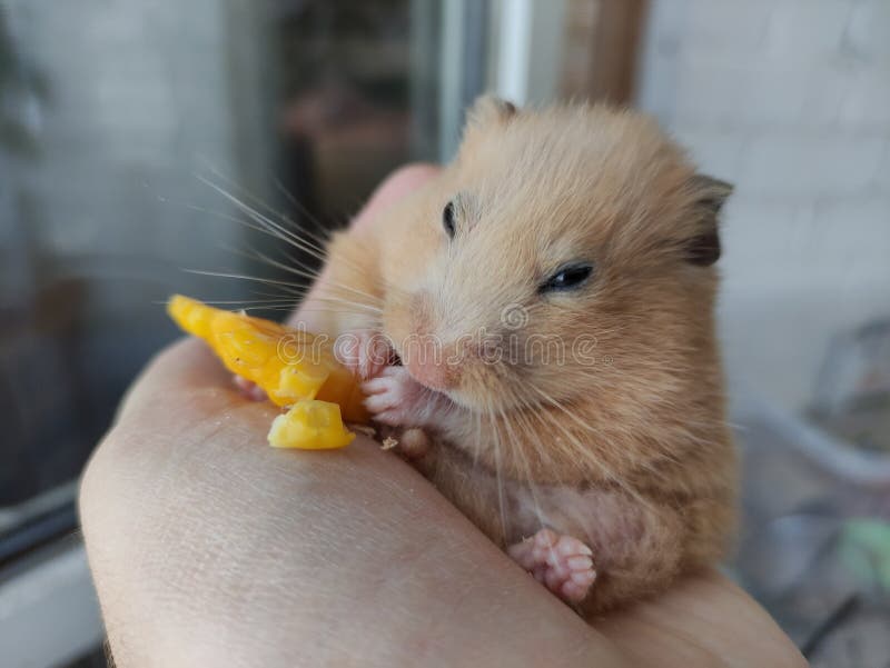 Fat Hamster Eats Corn in the Owner S Hand Stock Photo - Image of ...
