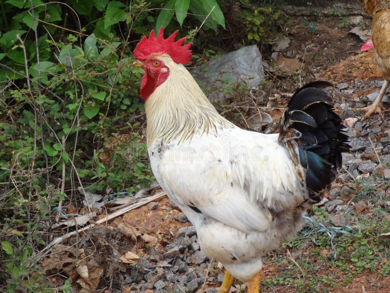 Hen stock photo. Image of fathen, henontheroad, feather - 46118346