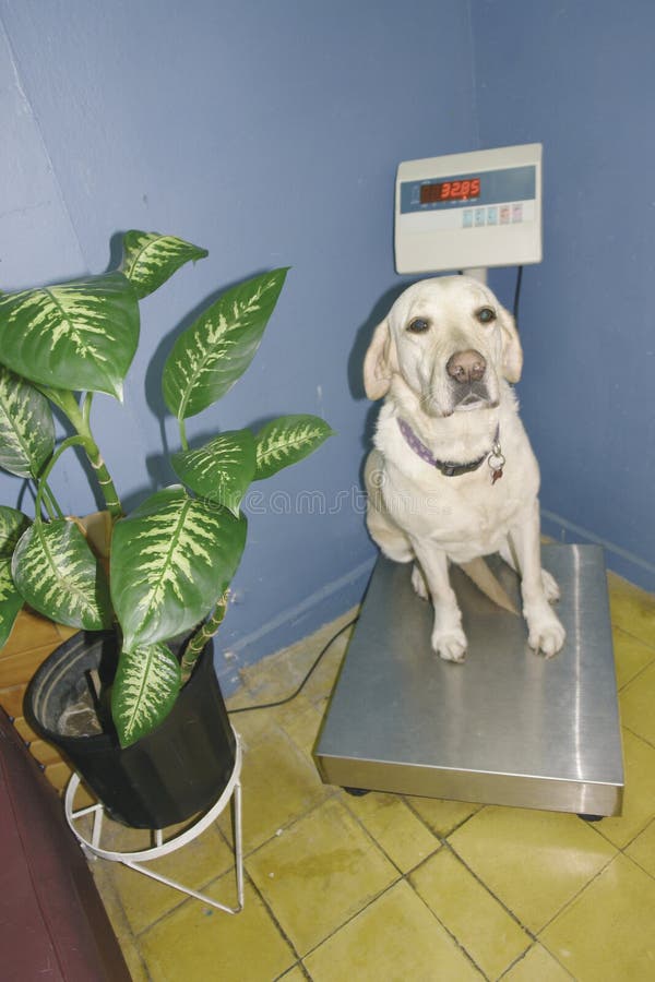 Fat lab stock photo. Image of heavy, breed, hound, labrador - 1982548